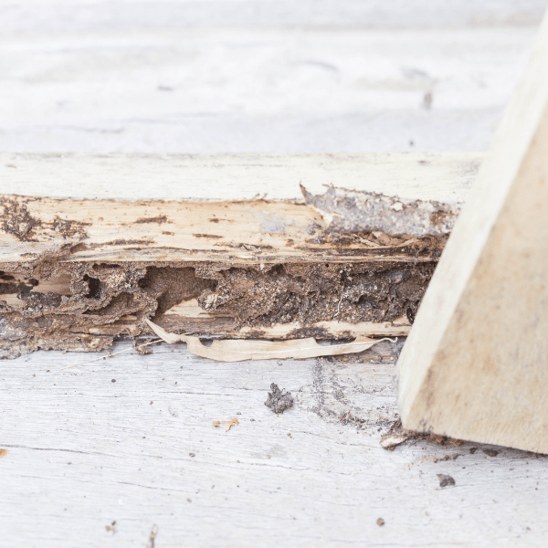 How to Spot Termites in Your Utah Home Early